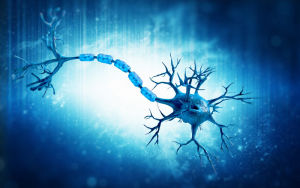 NERVE GROWTH FACTOR (NGF) FOR HEALTHY NEURONS | BRIGHTER HEALTH