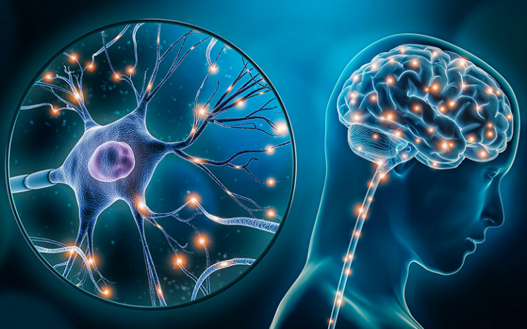NEUROPLASTICITY FREQUENTLY ASKED QUESTIONS (FAQ): ALL ABOUT ...